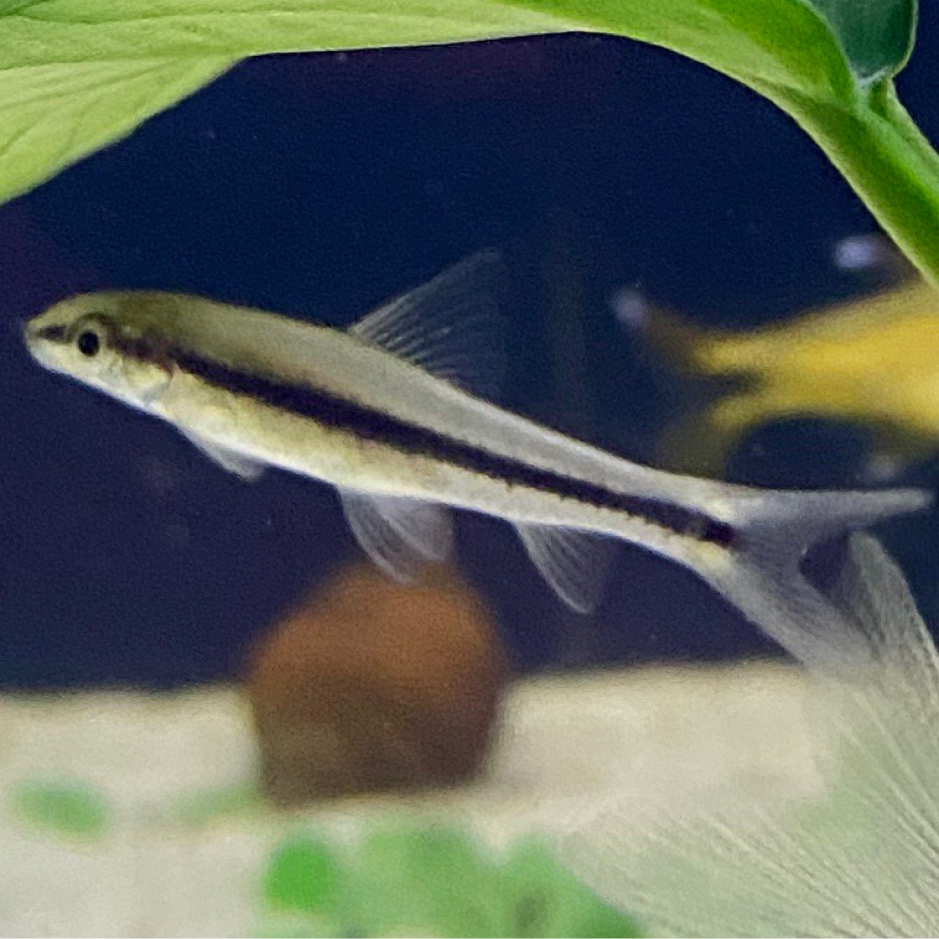 Fish: Algae Eater Siamese Flying Fox SAE | Aquatic Maintenance Tasmania