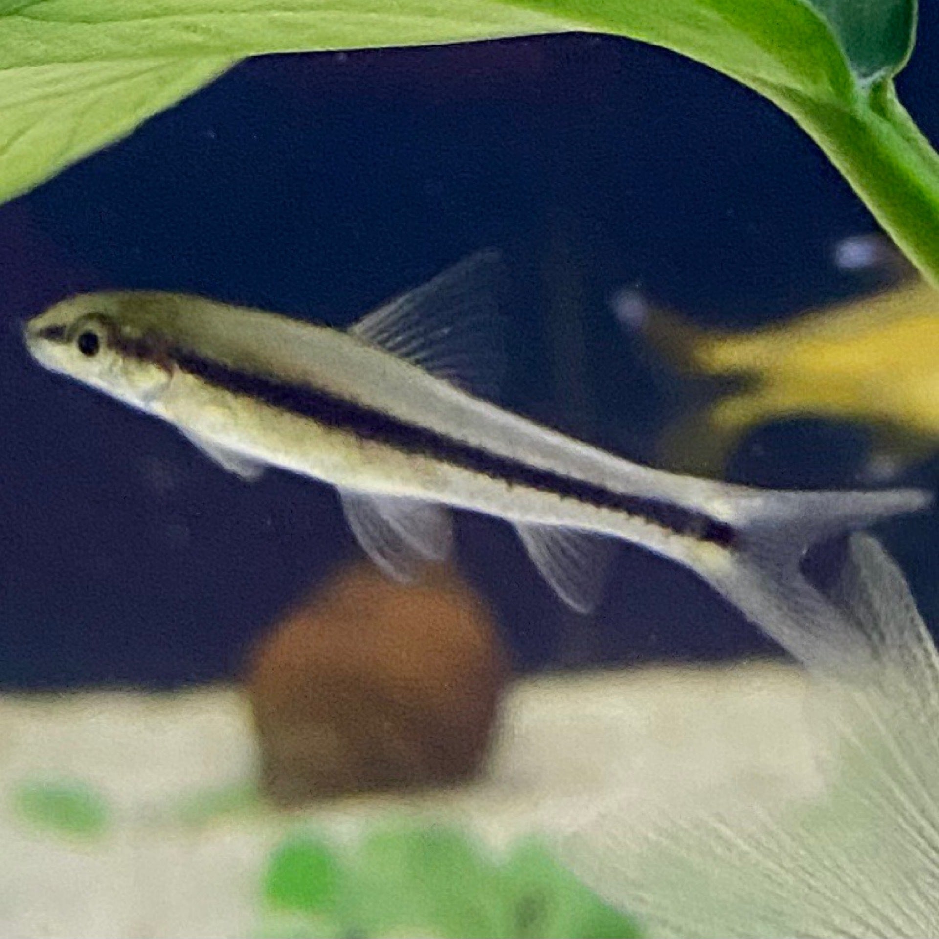 Fish: Algae Eater Siamese Flying Fox SAE | Aquatic Maintenance Tasmania